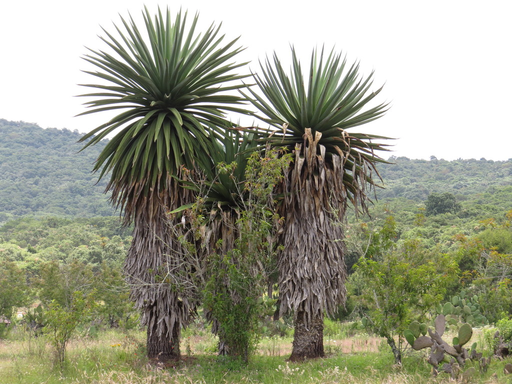 (Furcraea longaeva) - Botanical Realm