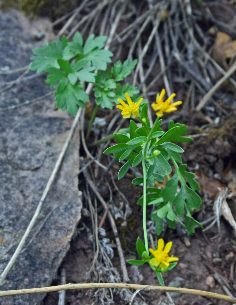 Tadpole buttercup from El Paso, Colorado, United States on June 20 ...