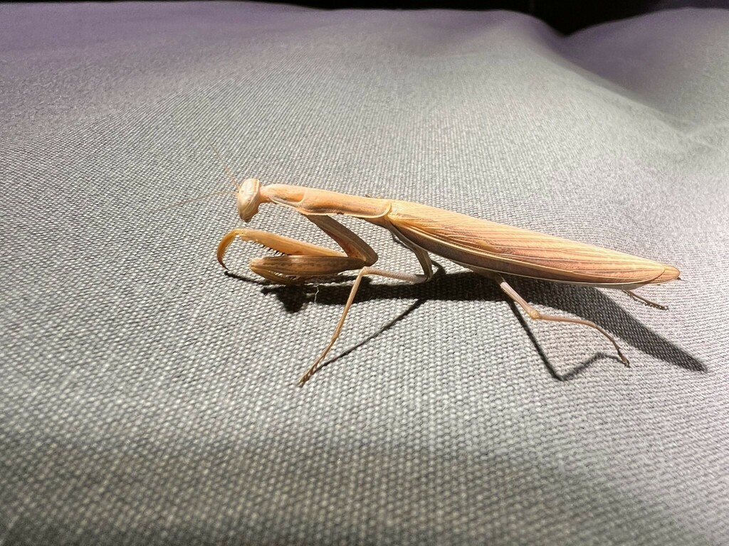 Eight-spot Mantis from The Gemfields QLD 4702, Australia on September ...