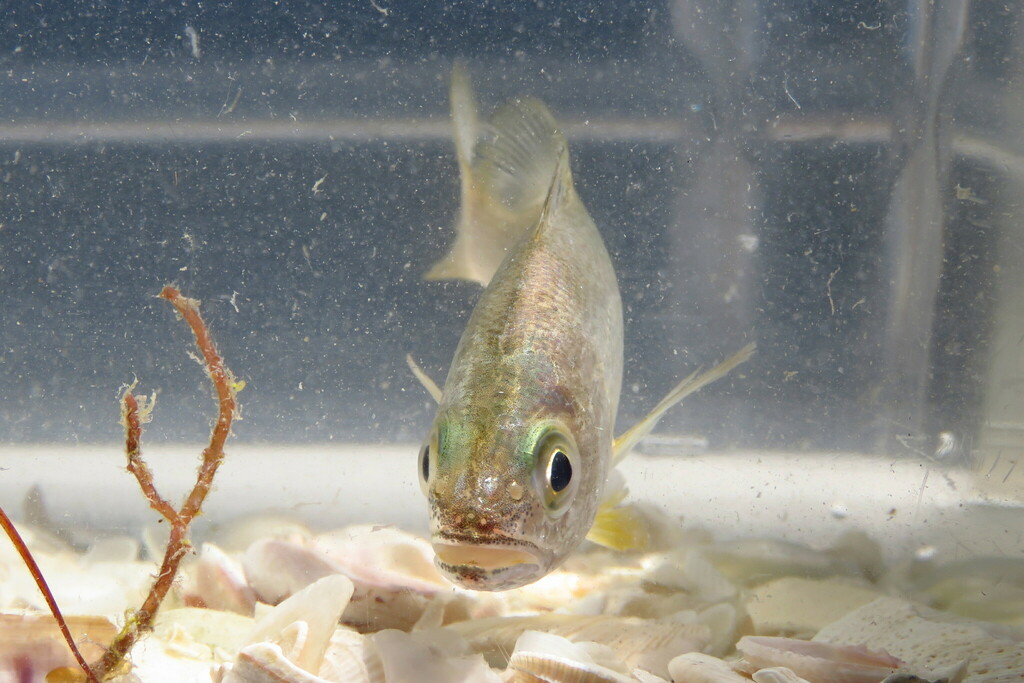 Silver Perch from Clearwater, FL, USA on October 9, 2022 at 01:22 PM by ...