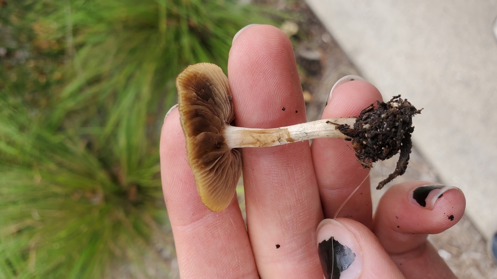 Psychedelic Ovoid Mushroom from Torrey Pines, San Diego, CA, USA on ...