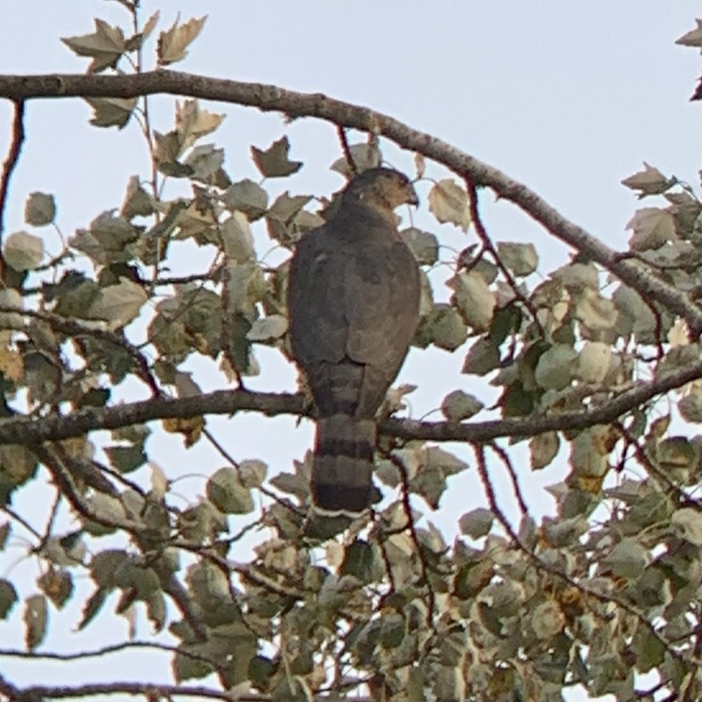 Cooper's Hawk from E 31st Ave, Eugene, OR, US on October 9, 2022 at 06: ...