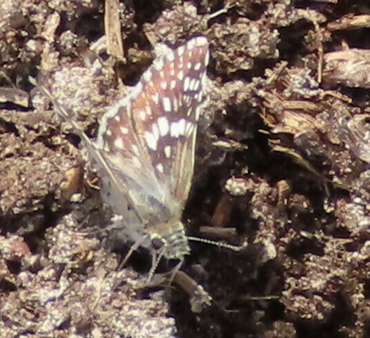Common and White Checkered-Skippers from Warschak Schuette Road on ...