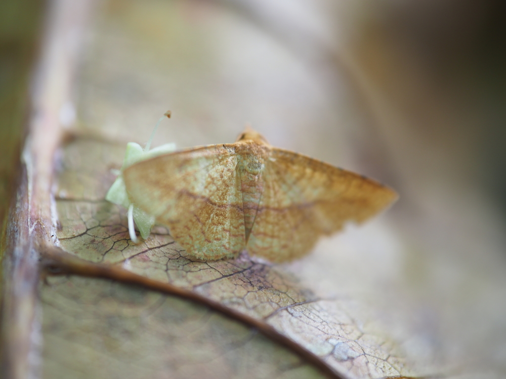 Window-winged Moths from Bureau of Agriculture on July 21, 2022 at 10: ...