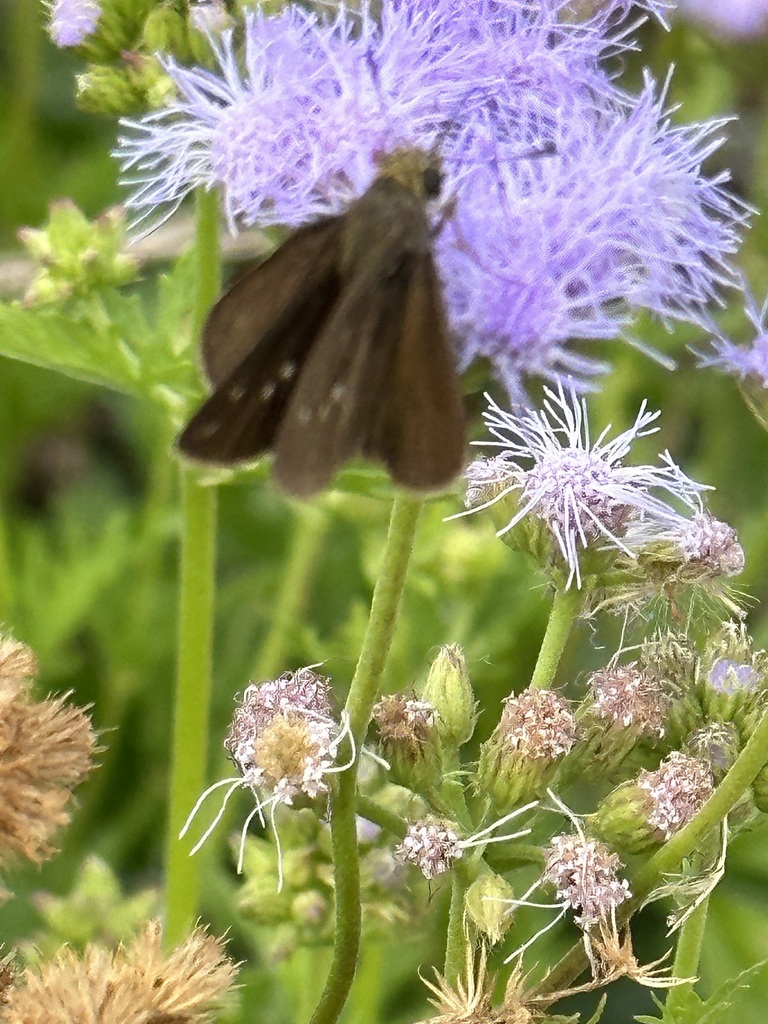 Dun Skipper from Grayson County, TX, USA on October 9, 2022 at 03:46 PM ...