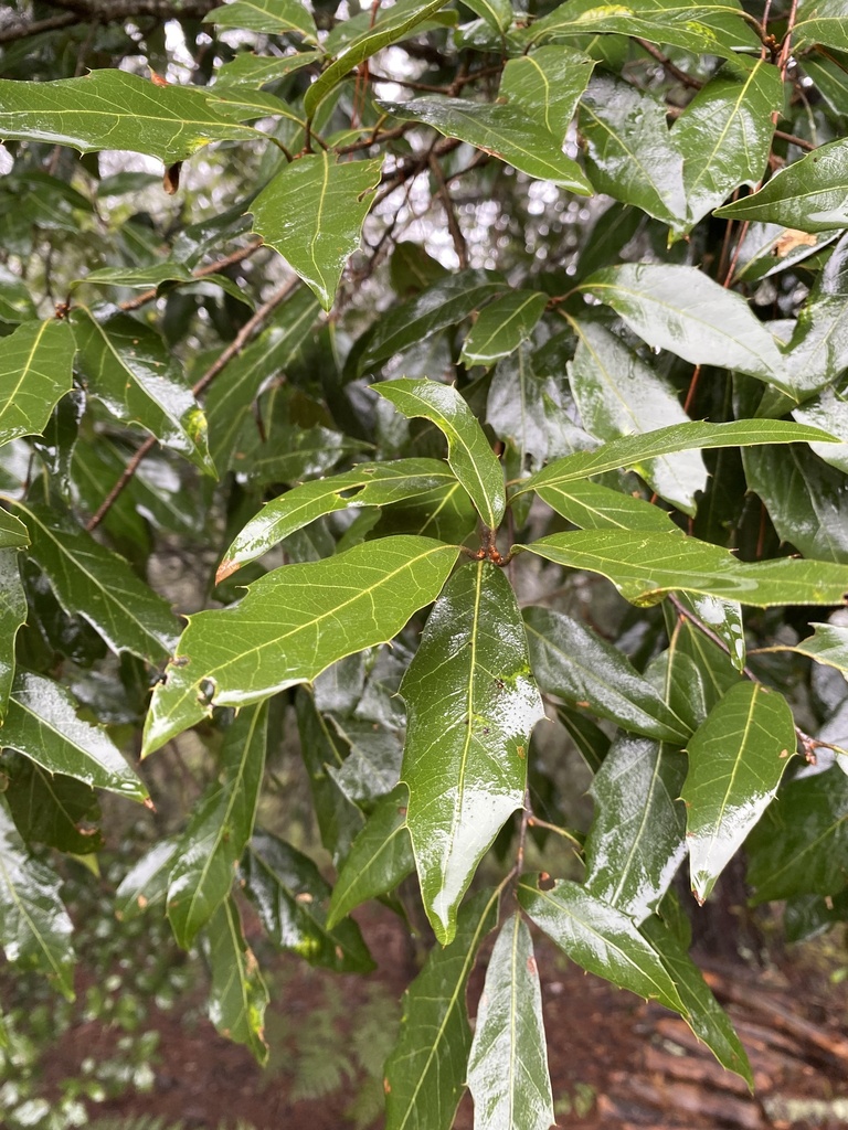 Quercus laurina from Pinal de Amoles, Querétaro, MX on October 9, 2022 ...