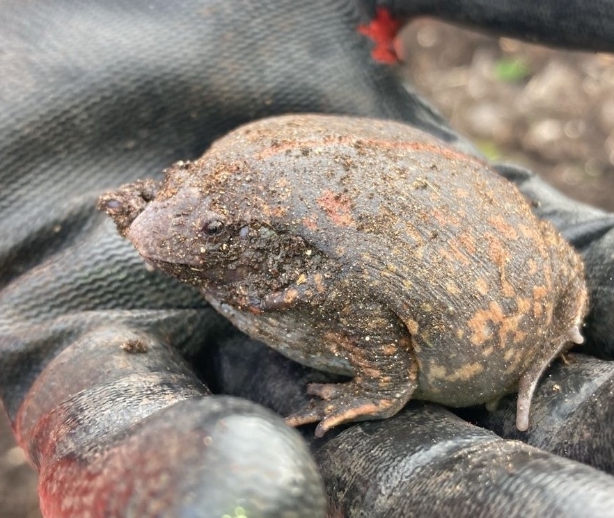 Mexican Burrowing Toad from Chumpón on October 8, 2022 at 03:53 PM by ...
