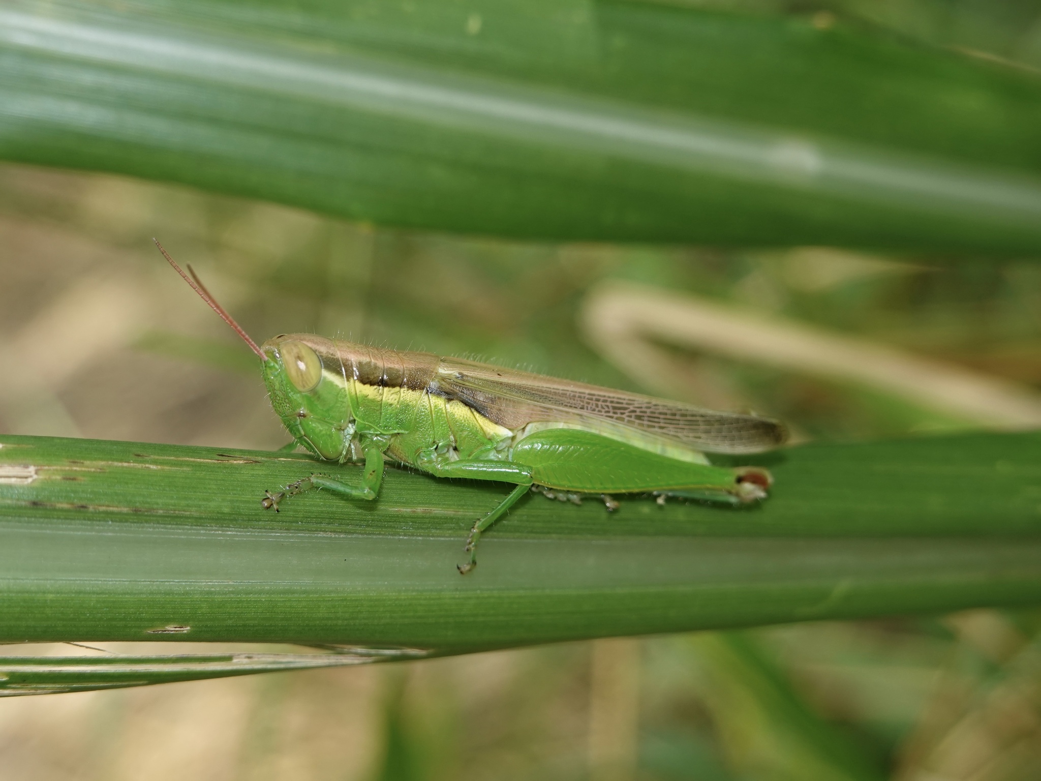 Oxya chinensis (Thunberg, 1815)