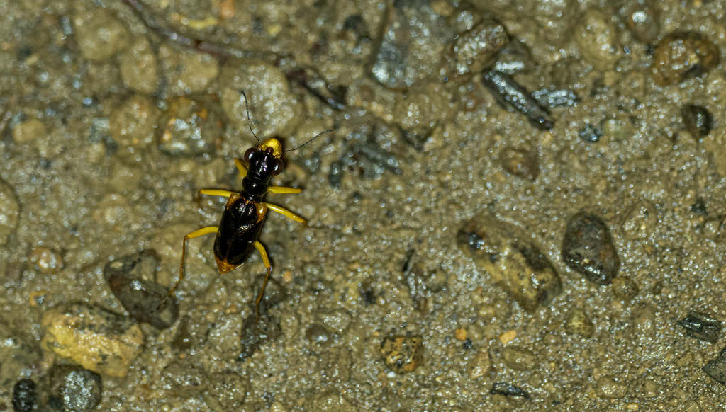 Therates from Sibalom, Antique, Philippines on September 6, 2022 at 11: ...