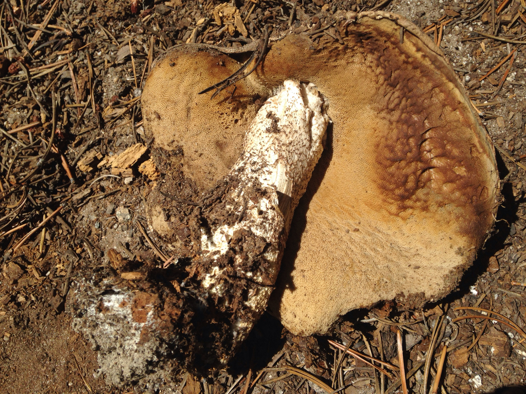 Leccinum insigne brunneum from Mono County, US-CA, US on September 5 ...