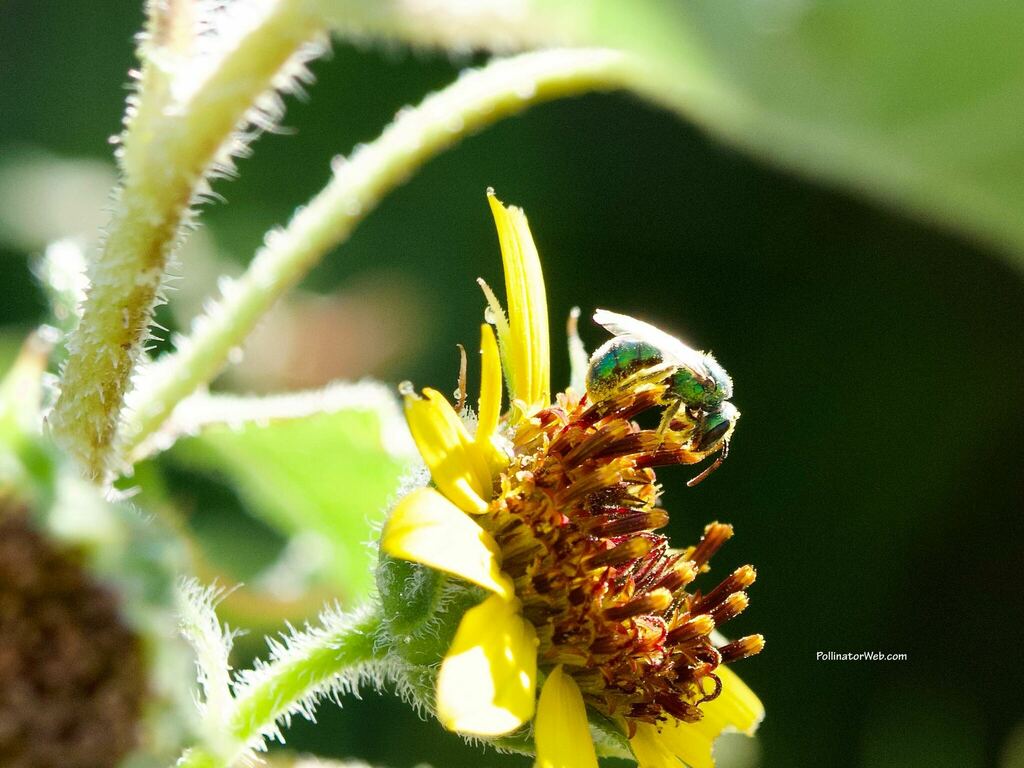 Augochlorella from Maricopa, Arizona, United States on October 09, 2022 ...
