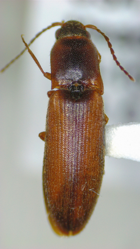 Dalopius ignobilis (Click Beetles of the United States) · iNaturalist
