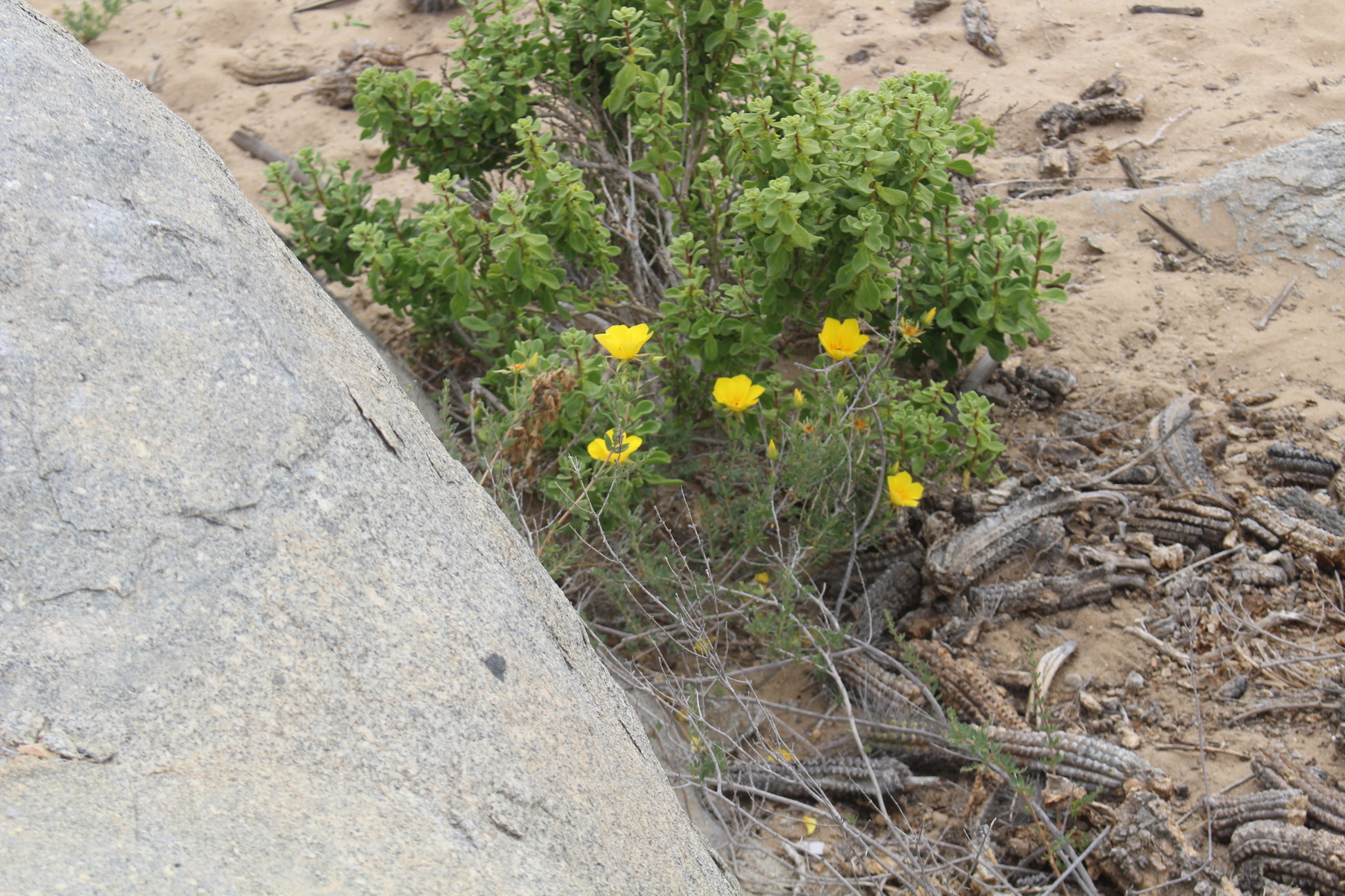Balbisia peduncularis (Lindl.) D.Don