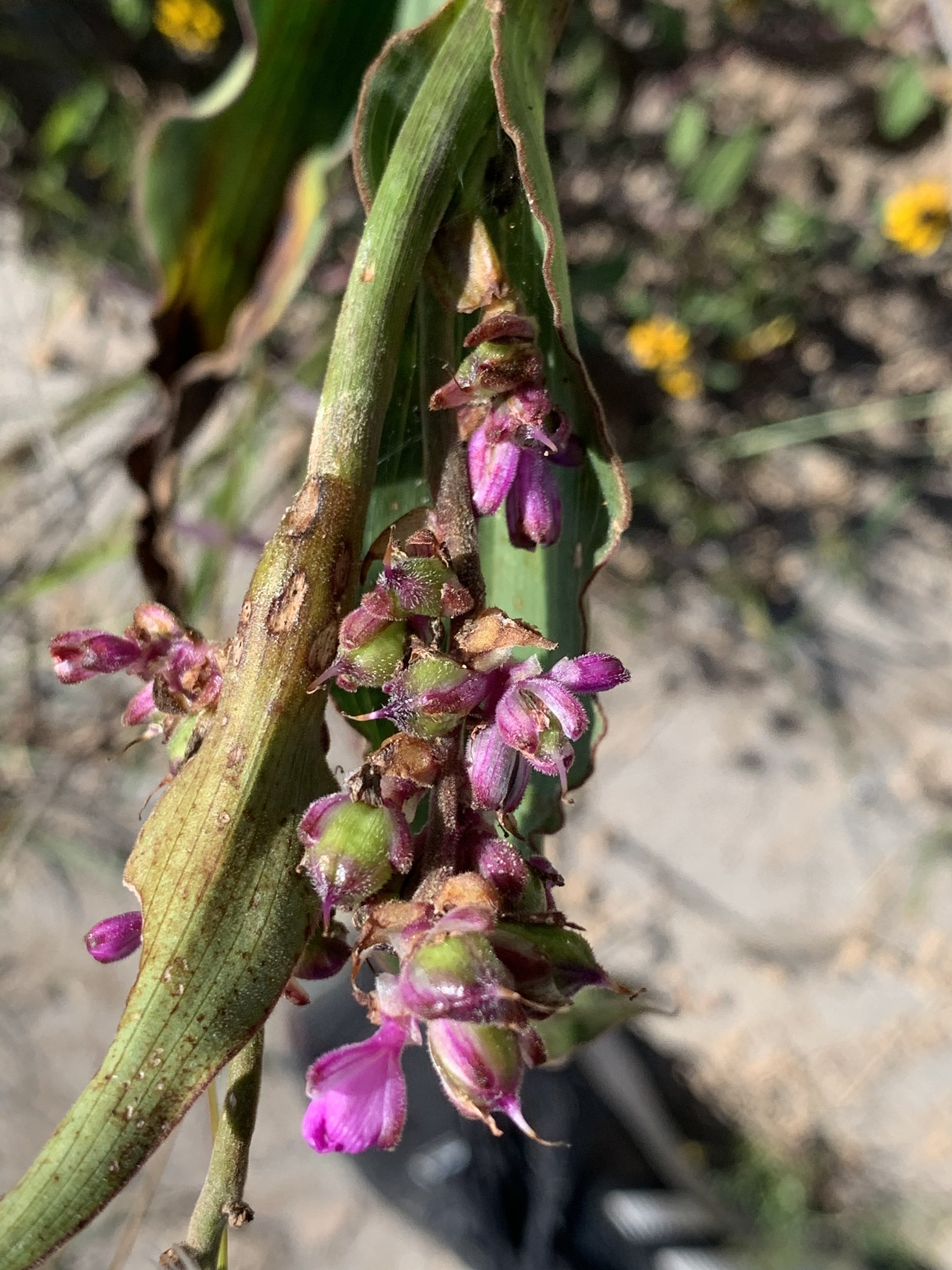 Thyrsanthemum floribundum (M.Martens & Galeotti) Pichon