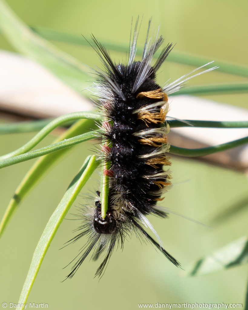 Euchaetes in October 2022 by Danny Martin · iNaturalist