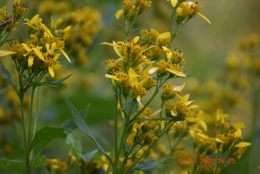 Yellow Crownbeard from Lexington County, SC, USA on October 9, 2022 at ...