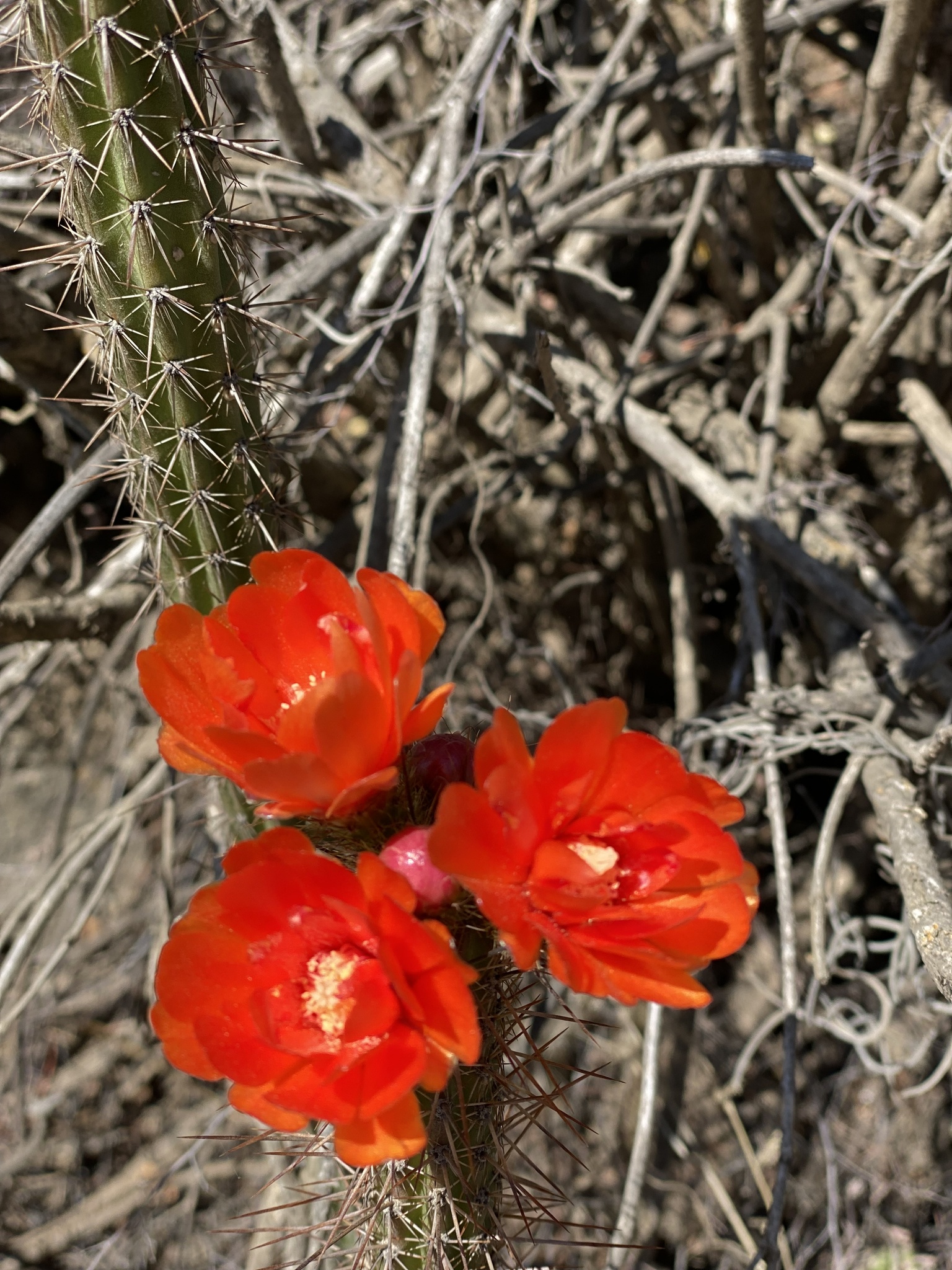 Corryocactus erectus (Backeb.) F.Ritter