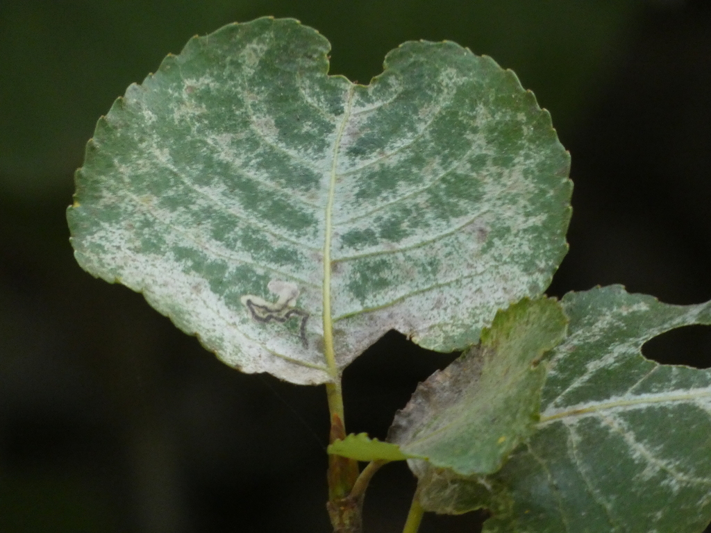 Winged and Once-winged Insects from University, Riverside, CA 92507 ...