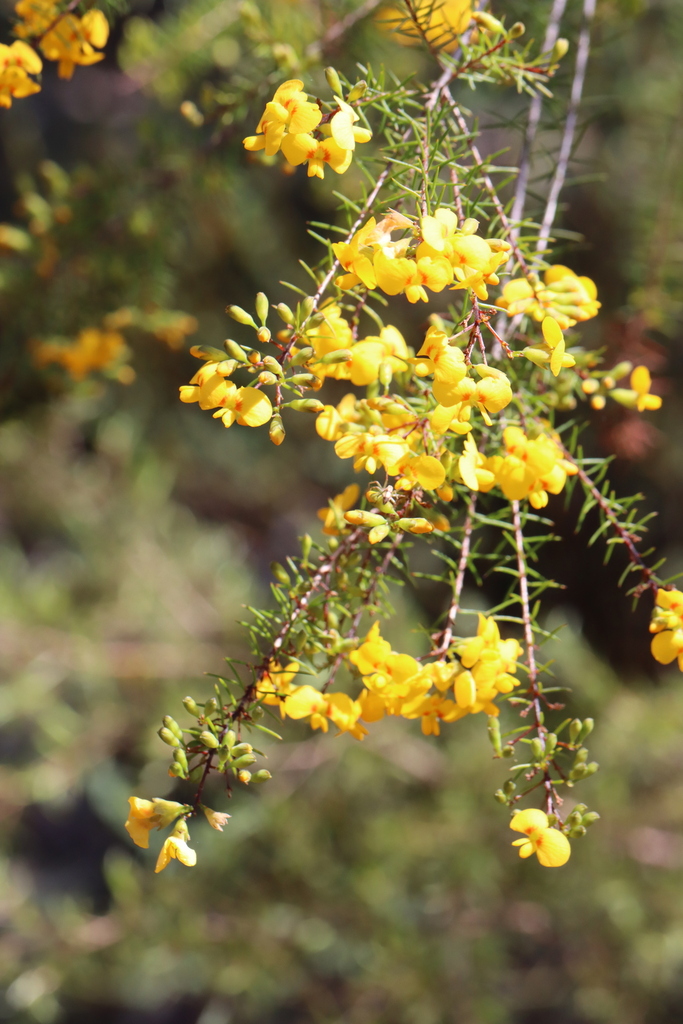 heathy parrot pea from Sydney NSW, Australia on September 24, 2022 at ...
