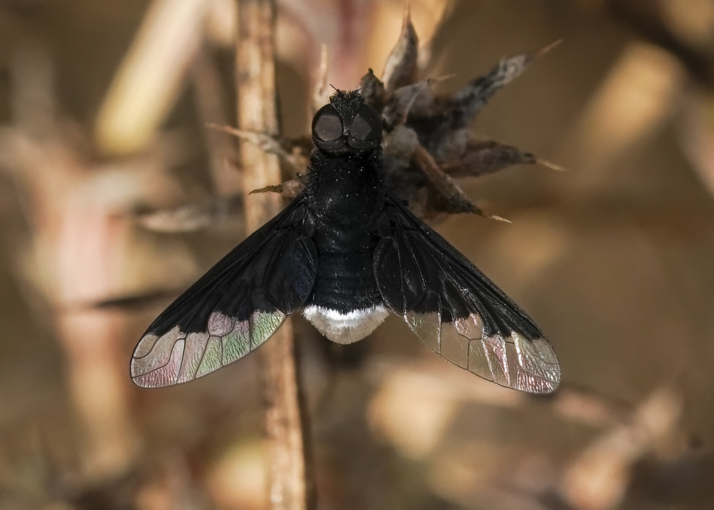 Black Bee Fly from Duportail Trail, Richland, WA, USA on September 30 ...