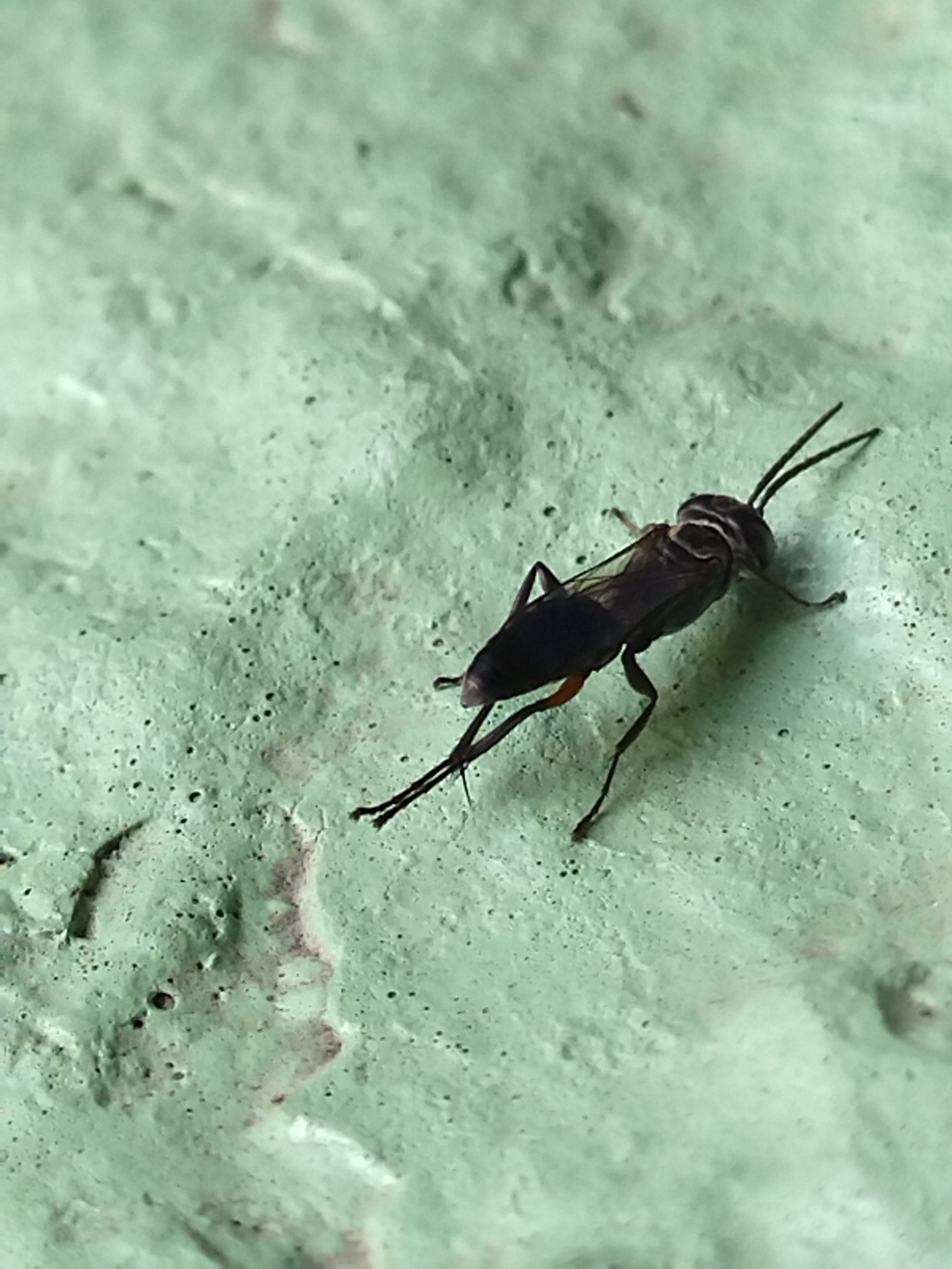 Liris subtessellatus (F.Smith, 1856)