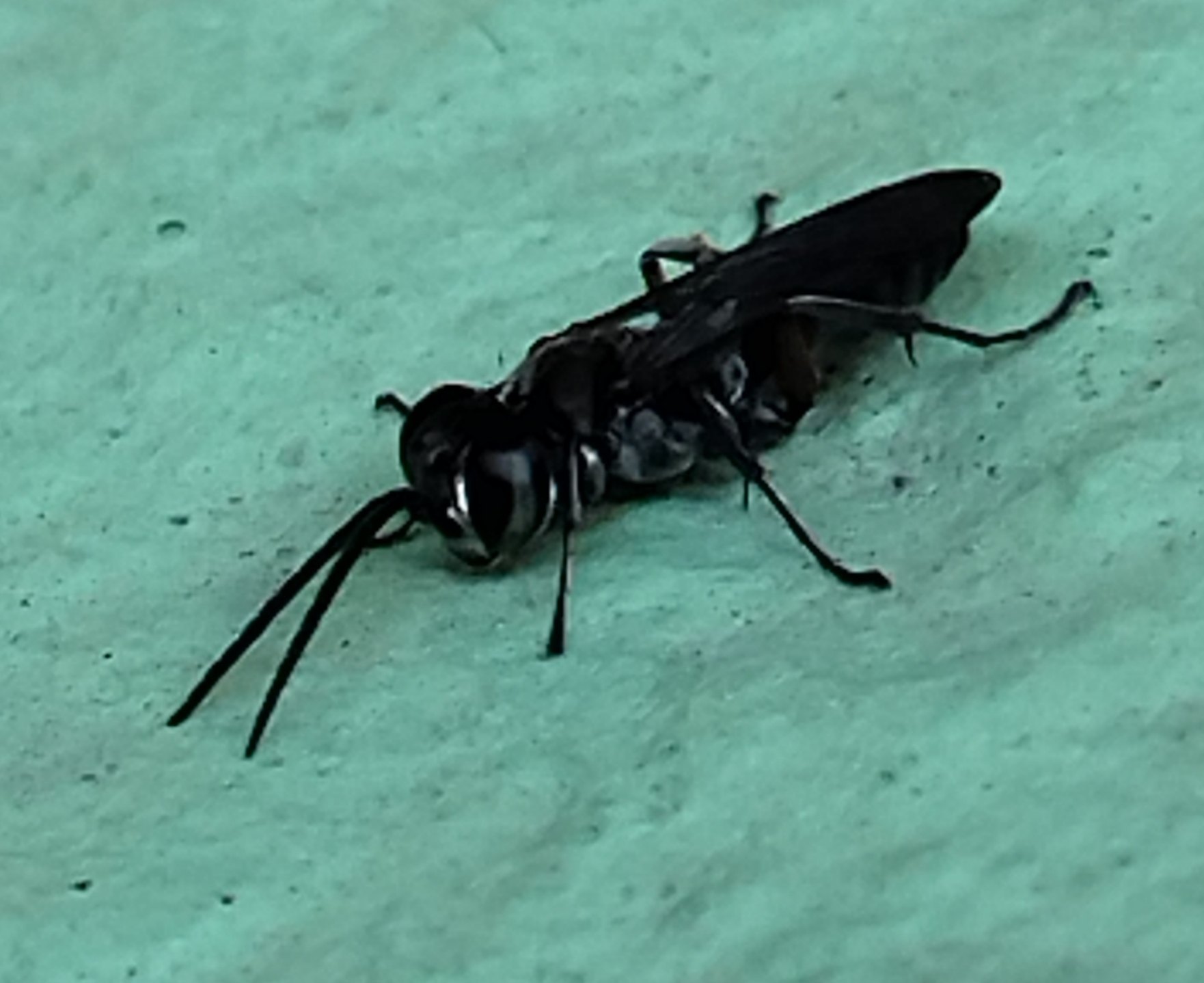 Liris subtessellatus (F.Smith, 1856)