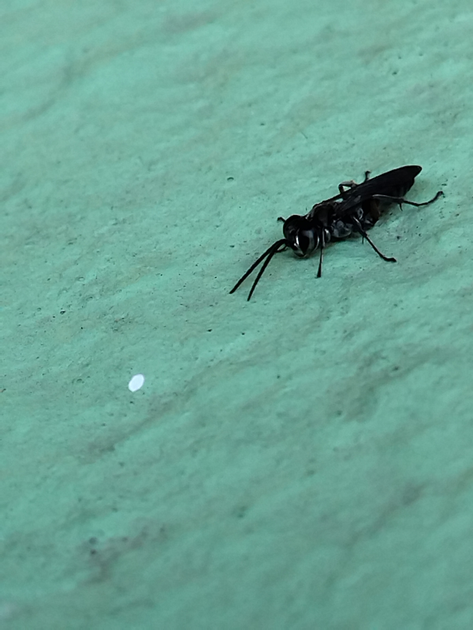 Liris subtessellatus (F.Smith, 1856)