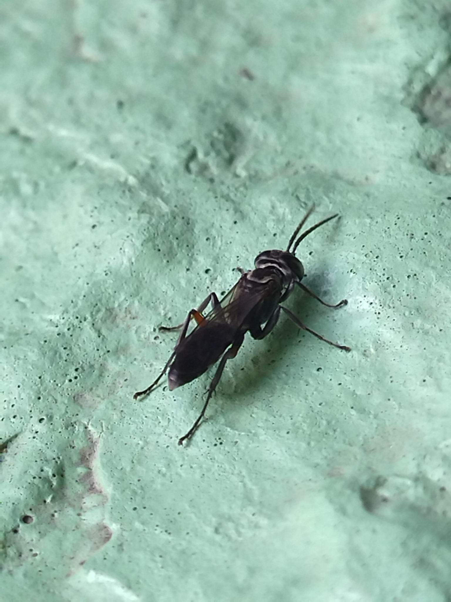 Liris subtessellatus (F.Smith, 1856)