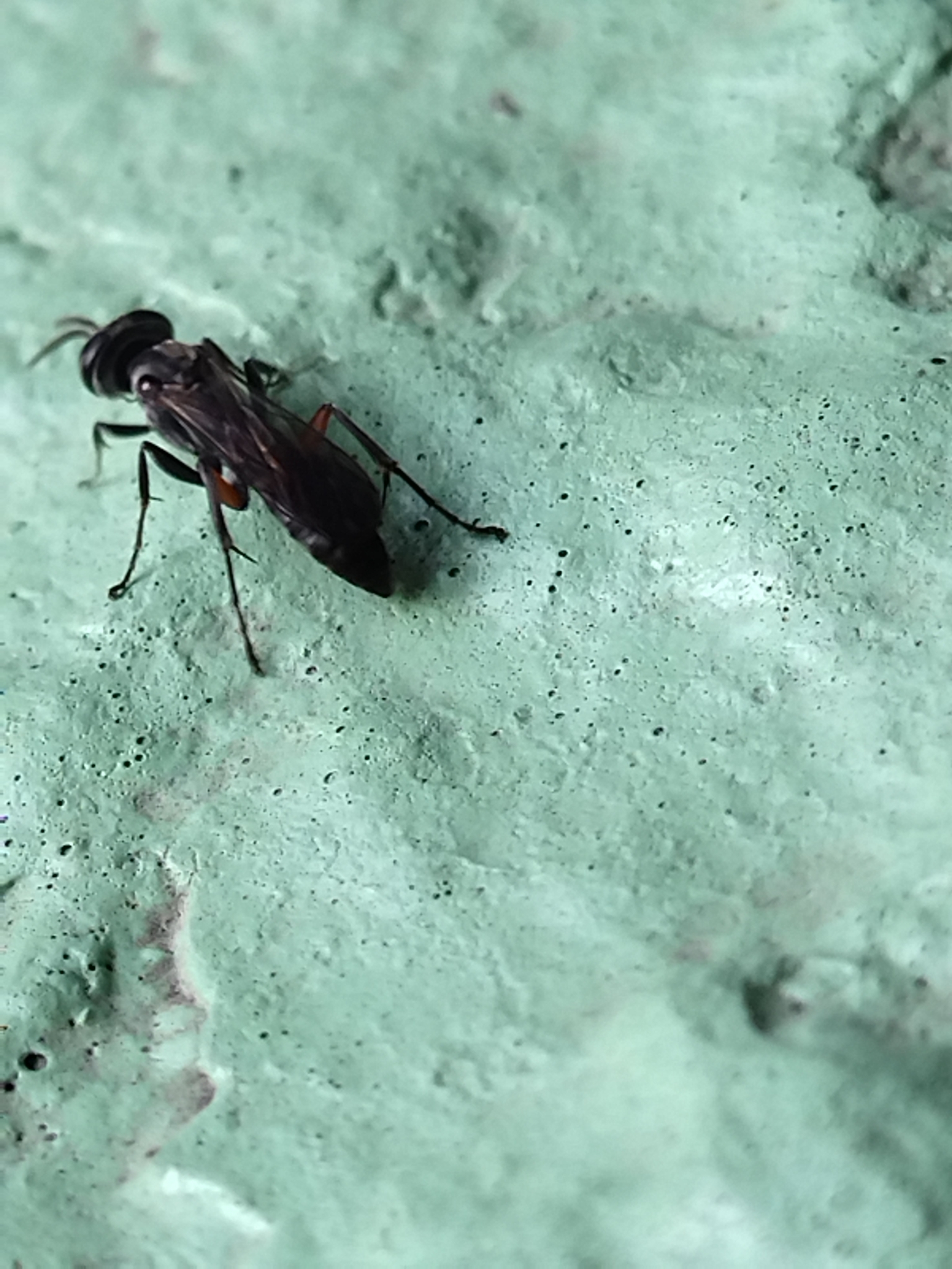 Liris subtessellatus (F.Smith, 1856)