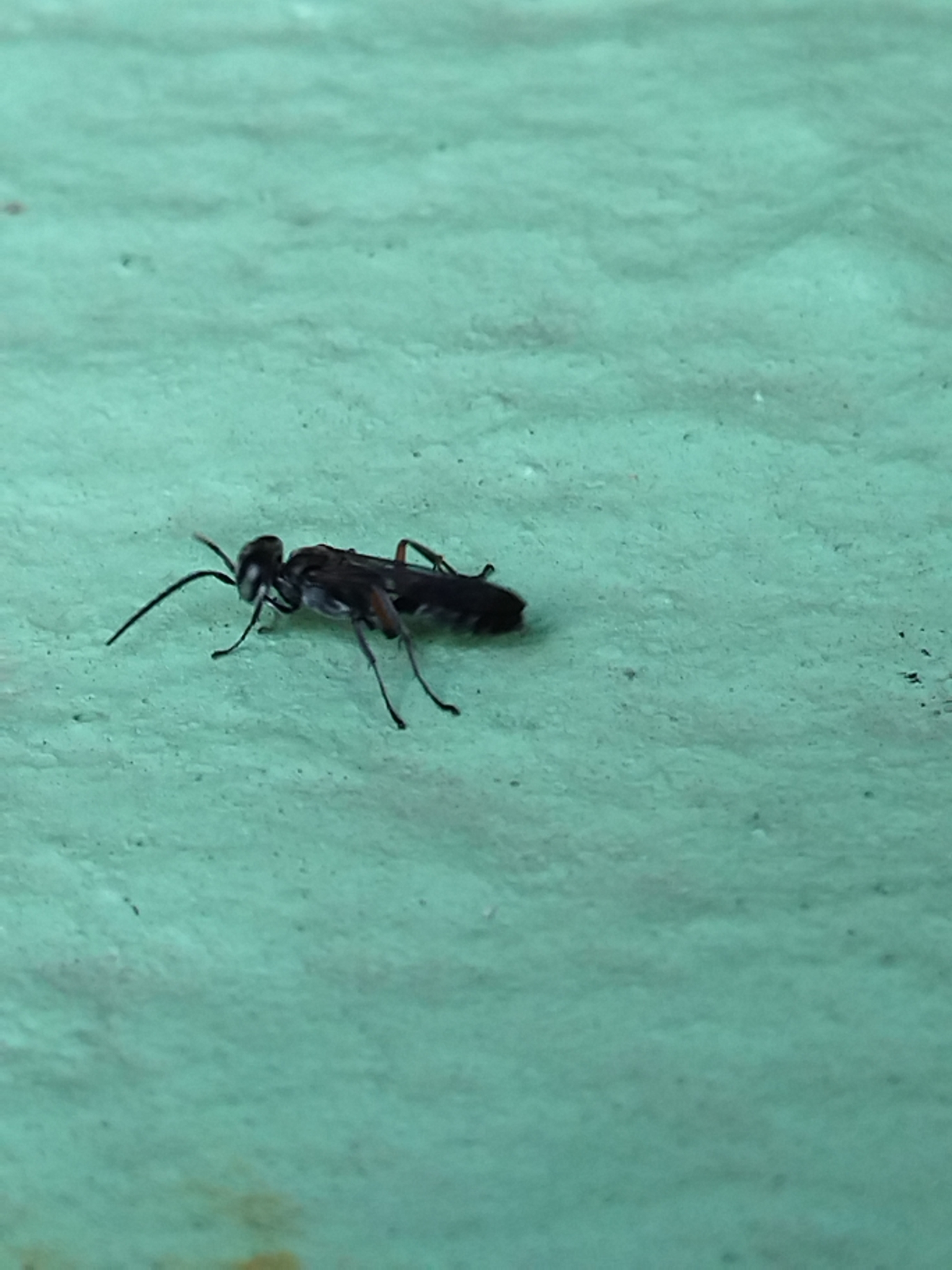 Liris subtessellatus (F.Smith, 1856)