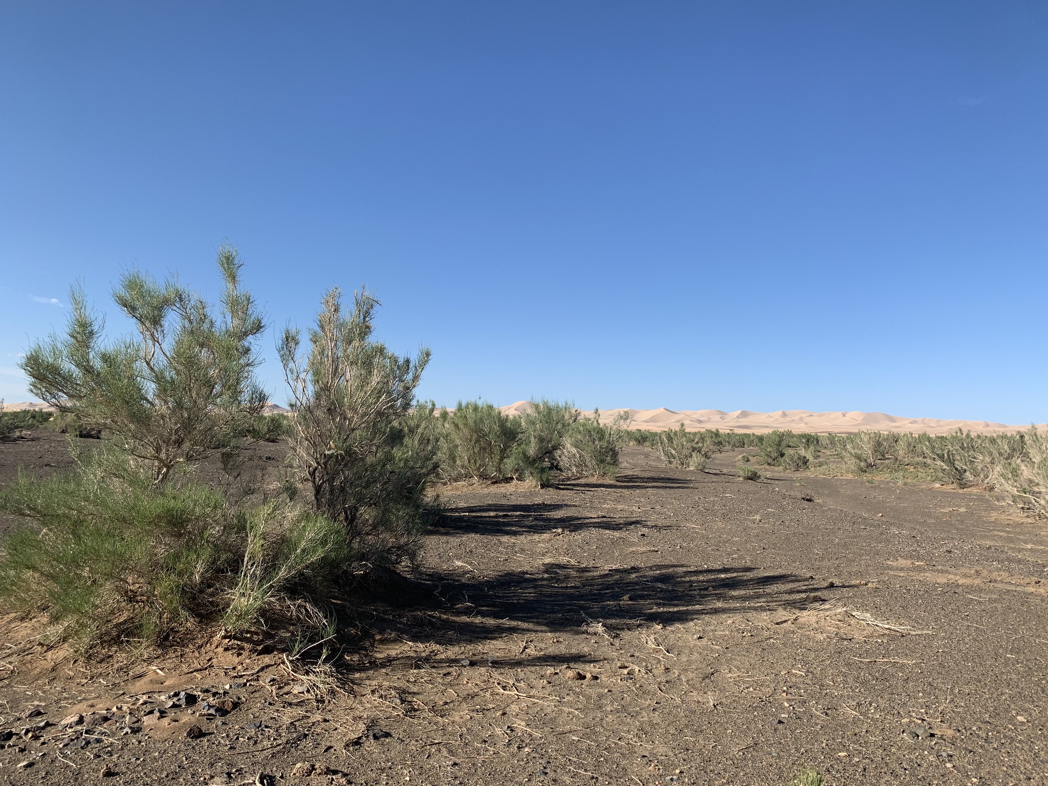 Haloxylon ammodendron (C.A.Mey.) Bunge ex Fenzl