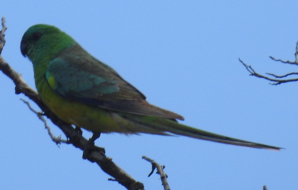 Red-rumped Parrot from Wami Kata SA 5700, Australia on September 12 ...