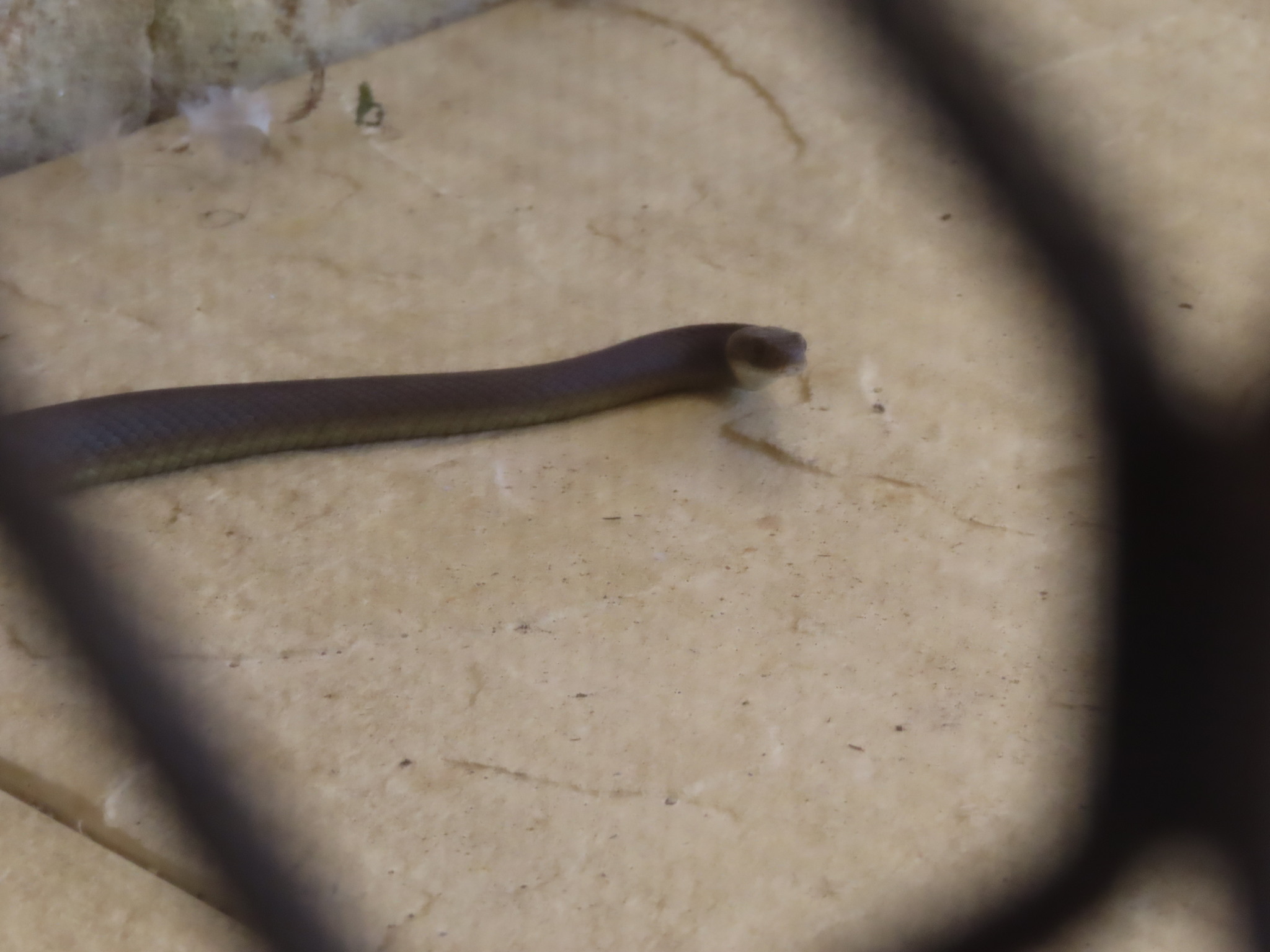 Pseudonaja affinis Günther, 1872