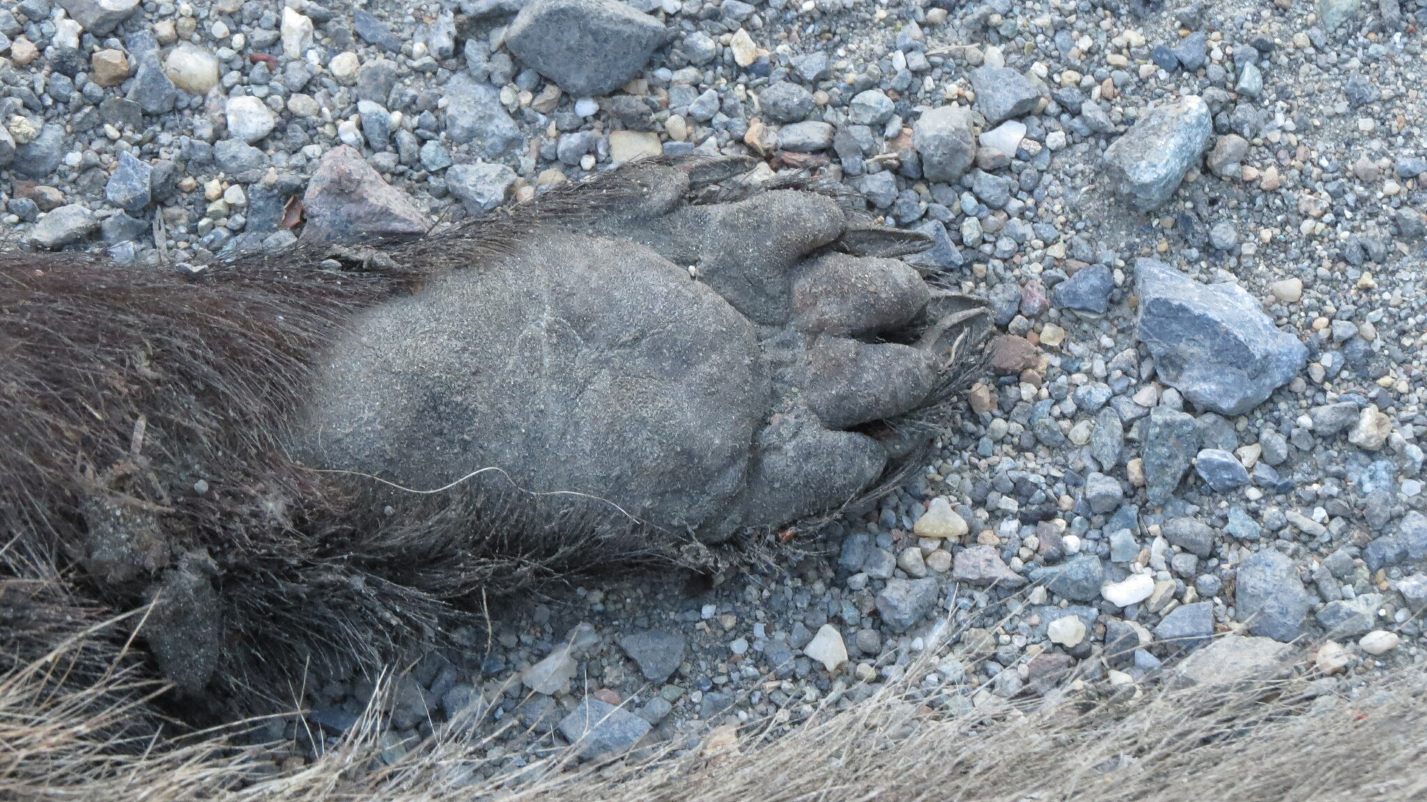 Meles leucurus (Hodgson, 1847)