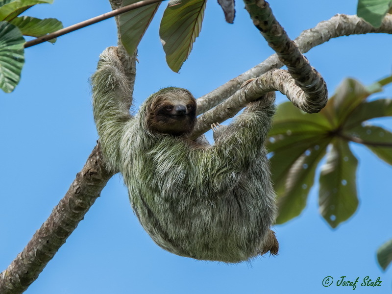 Sloths (Folivora) - Know Your Mammals