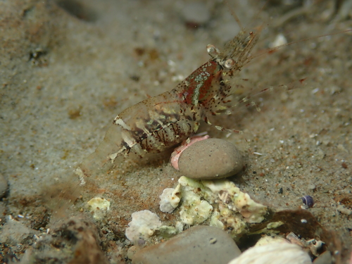 Periclimenes yaldwyni · iNaturalist Ecuador