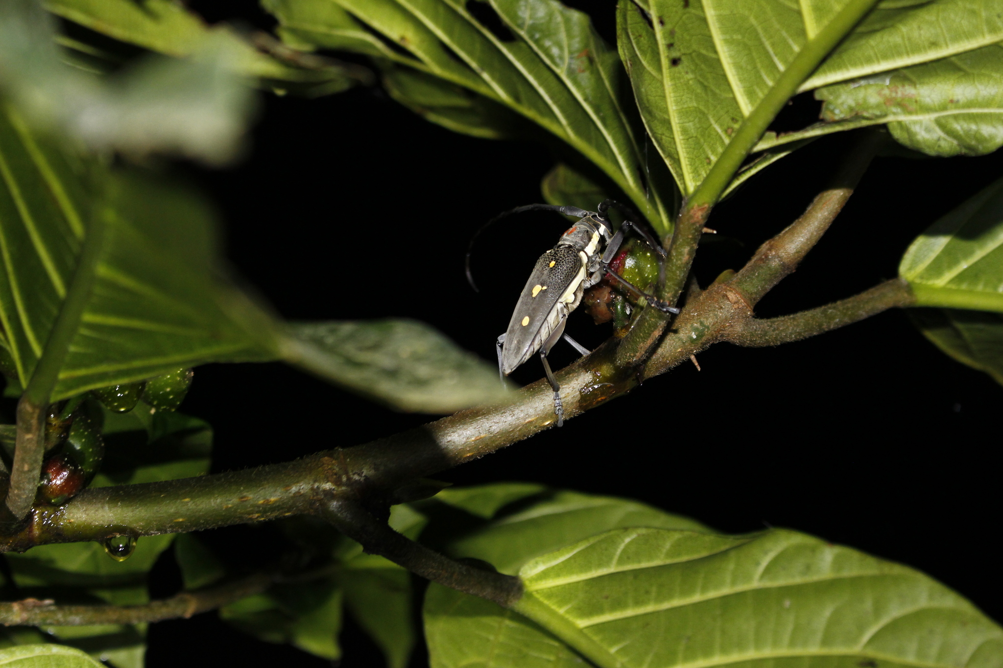 Batocera rubus rubus