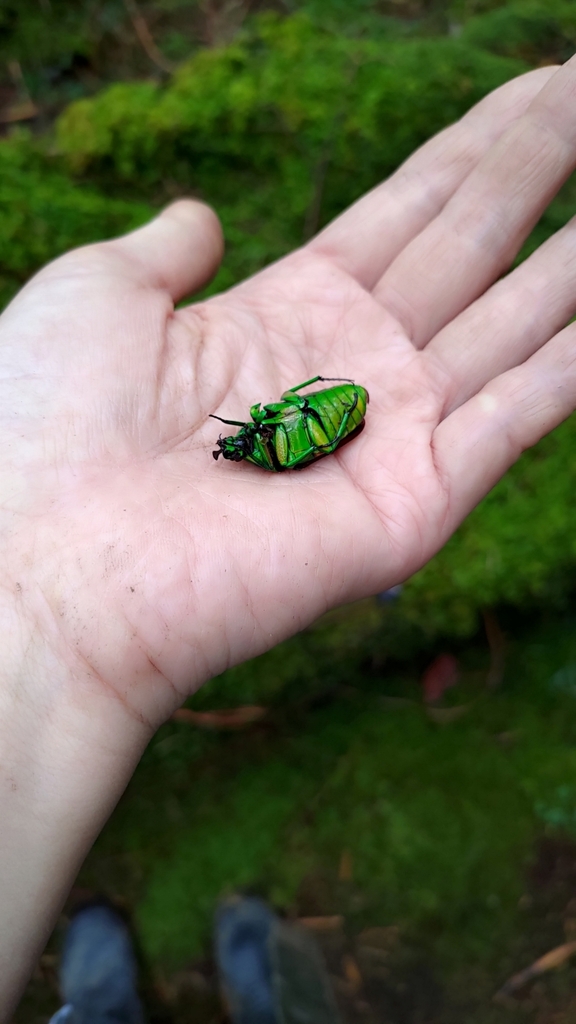 Goliath Beetles, Drone Beetles, and Allies from 605台灣嘉義縣阿里山鄉中山村 on ...
