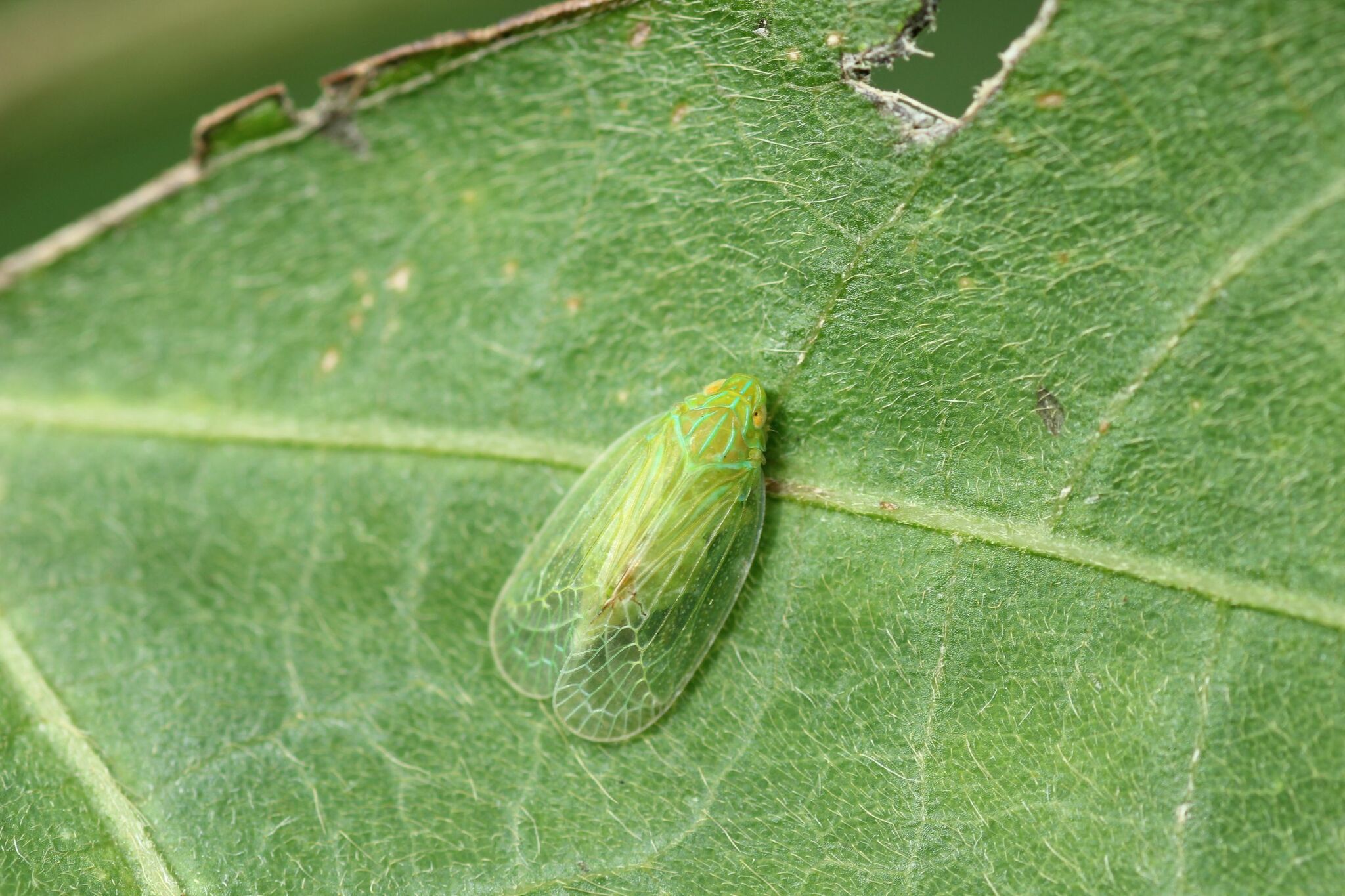 Kallitaxila Kirkaldy, 1901