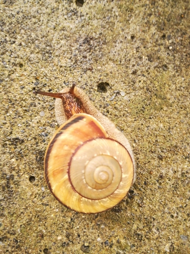 Subspecies Euhadra eoa communisiformis · iNaturalist