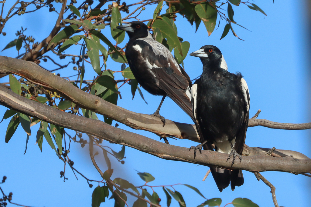 Australian Magpie from Macclesfield SA 5153, Australia on October 10 ...