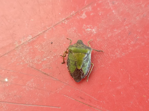 Observations by mnauky · iNaturalist