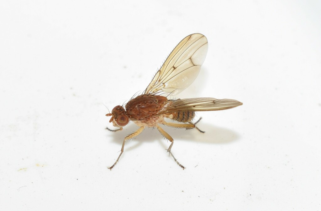 Suillia variegata from Περιφέρεια Βορείου Αιγαίου, Ελλάδα on October 09 ...