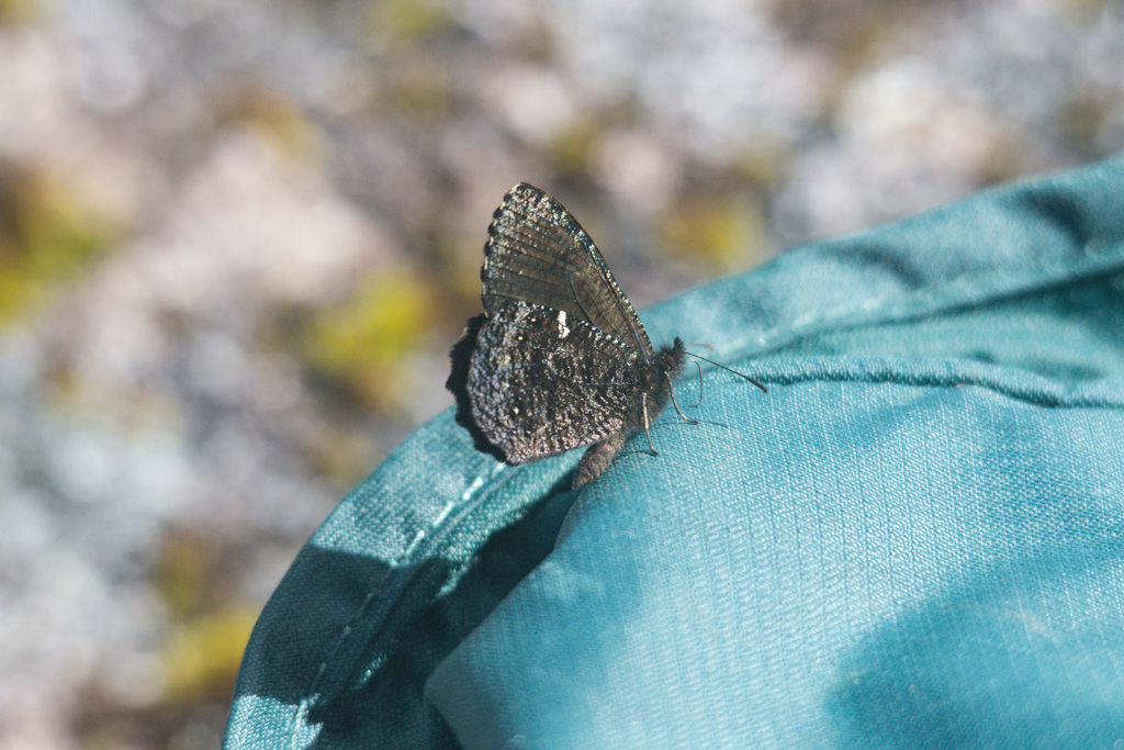 Paramo oculata from Ciénaga, Magdalena, Colombie on July 03, 2022 at 03 ...