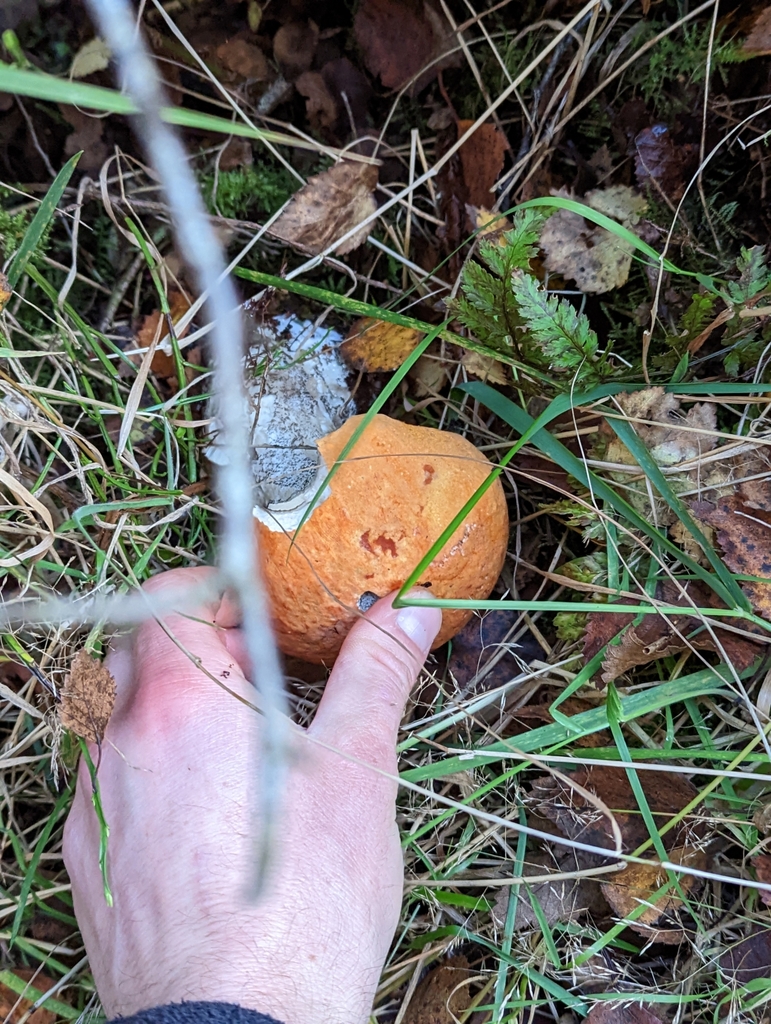 Orange Birch Bolete from West Yorkshire, England, GB on October 9, 2022 ...