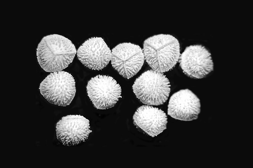quillworts (Isoetes) - Botanical Realm