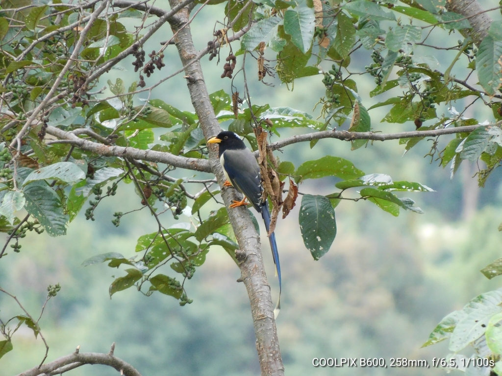Yellow-billed Blue-Magpie from 36GH+QG, Munsyari, Uttarakhand 262554 ...