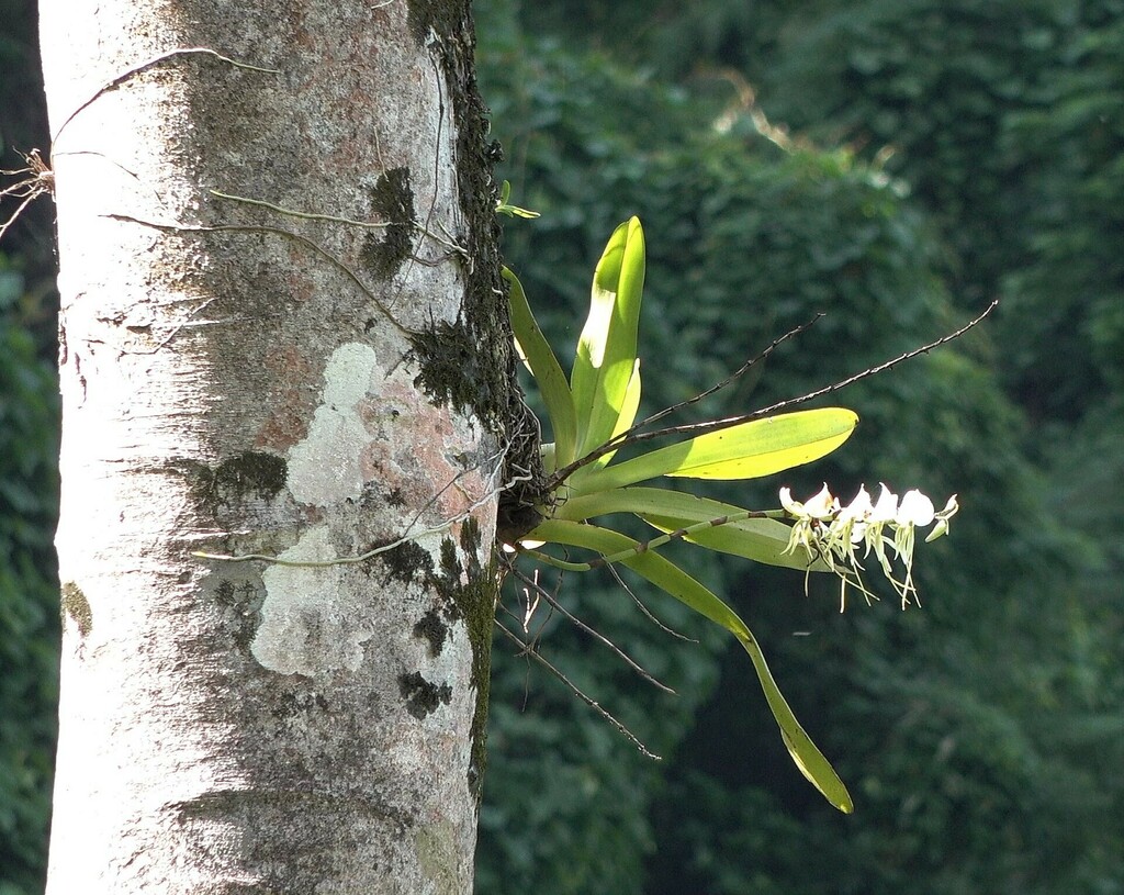 Angraecum eburneum superbum from Pomoni, Komoren on May 12, 2022 at 09: ...
