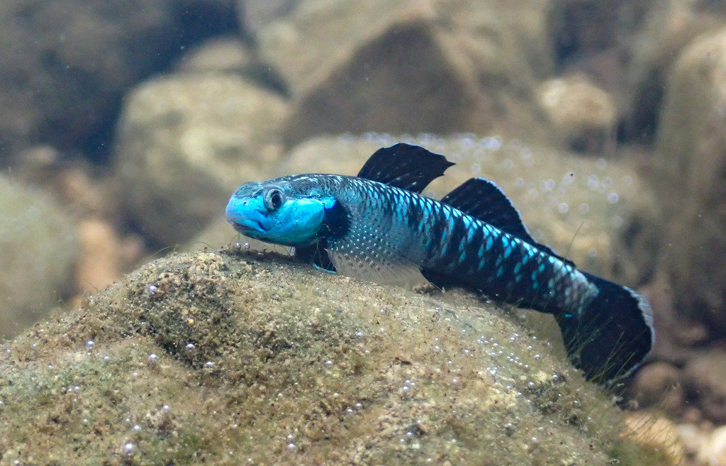 Gobies, cardinalfishes and allies (Gobiiformes) - Marine Life ...
