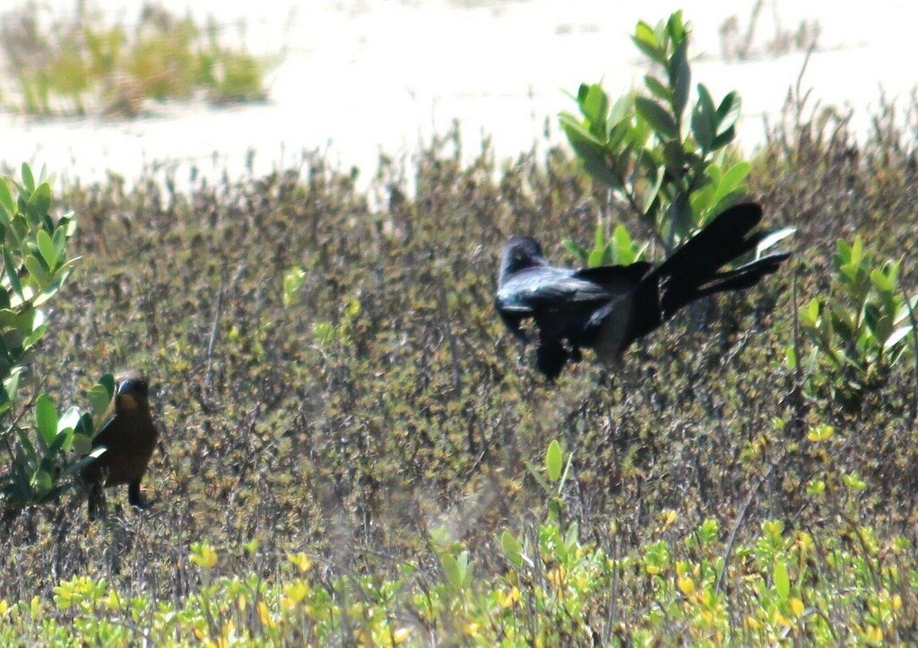 Great-tailed Grackle from Corpus Christi, TX, USA on October 08, 2022 ...
